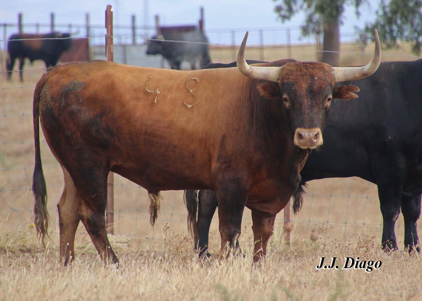 Los Toros De Miura Para Pamplona En El Campo Aplausos es Los Toros De Miura Para Pamplona En El Campo Aplausos es