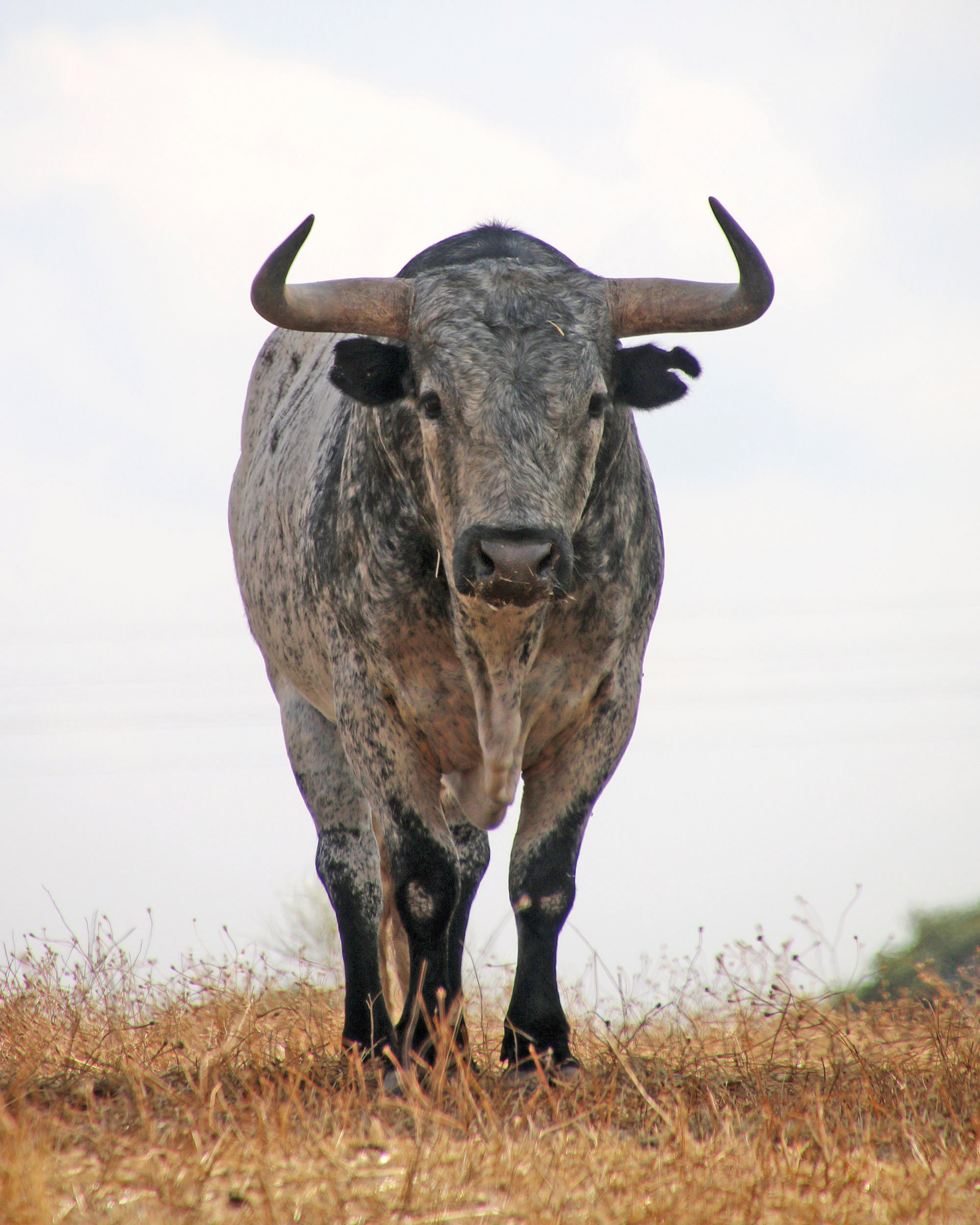 Los Toros De Miura Para Bilbao En El Campo Aplausos es Los Toros De Miura Para Bilbao En El Campo Aplausos es