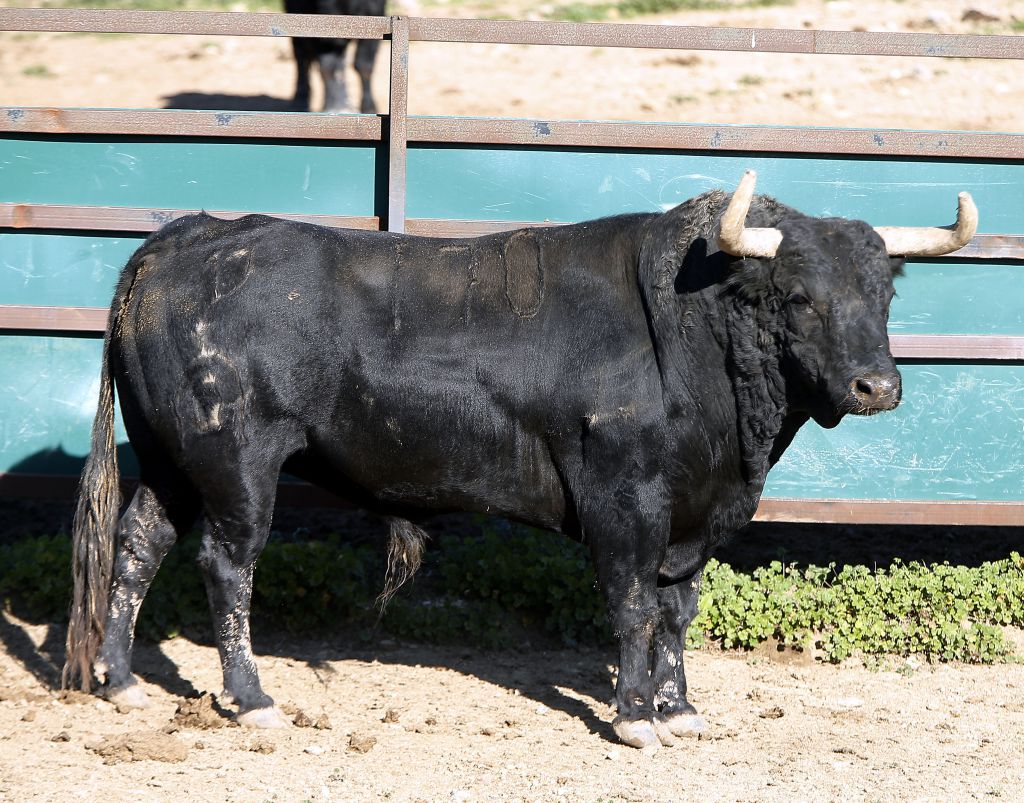 Toros de Fuente Ymbro para la Feria de la Vendimia de Nimes 2019 ...