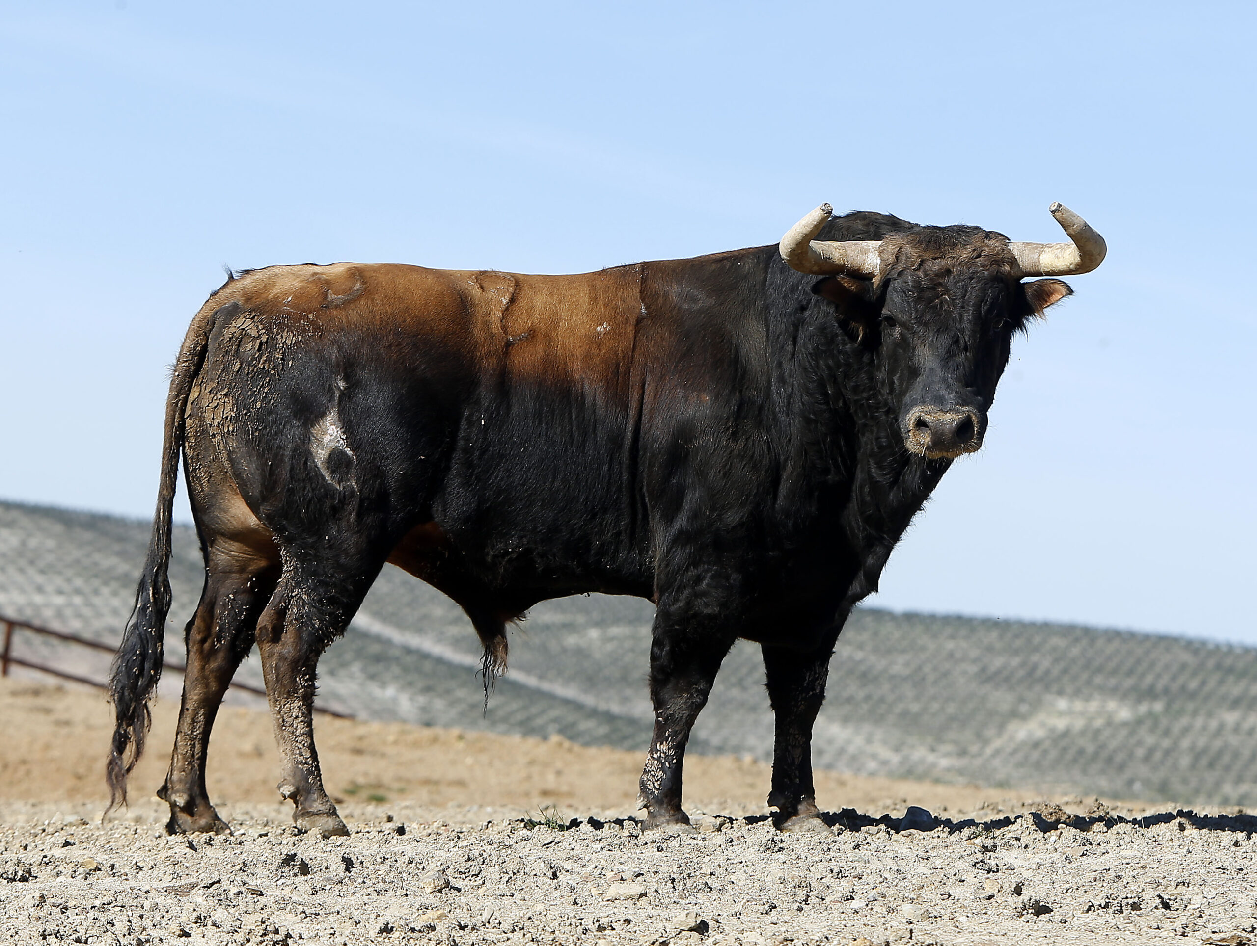 Toros de Fuente Ymbro para la Feria de la Vendimia de Nimes 2019 ...