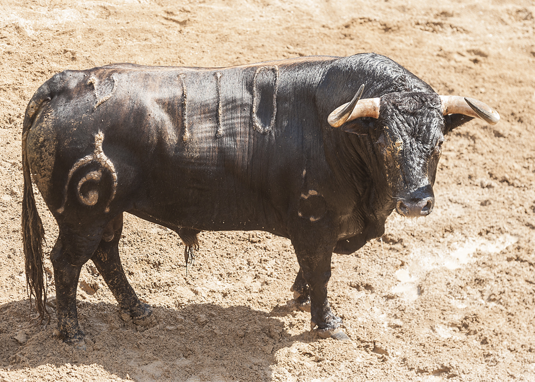 De Ojinegro a Guardés, los toros de Fuente Ymbro para la 10ª de abono ...