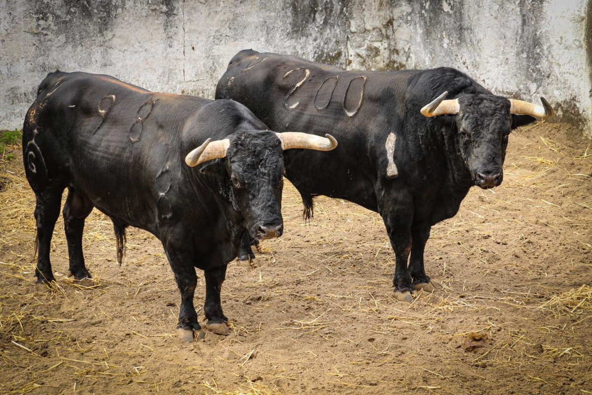Sorteados los toros de Fuente Ymbro para el cierre de Nimes - Aplausos.es