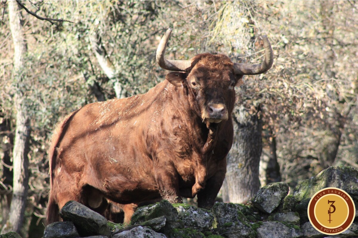 Los toros de Reta de Casta Navarra para San Agustín del Guadalix ...