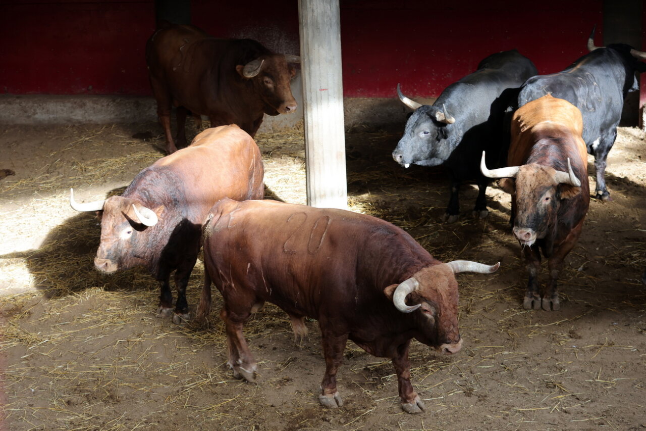 Sorteo toros de Álvaro Núñez para Zaragoza 2024