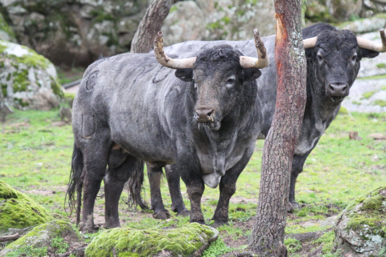 Los de Araúz de Robles y Flor de Jara para la encerrona de Morenito en ...